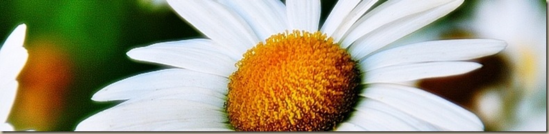 Back Porch Musings: July 2009